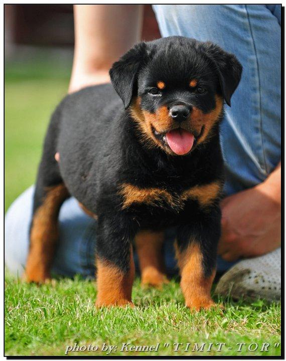 T Litter Timit - Tor Kennel - www.earlantonius.com