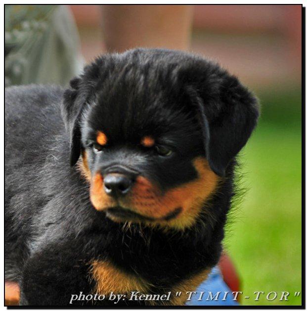 T Litter Timit - Tor Kennel - www.earlantonius.com