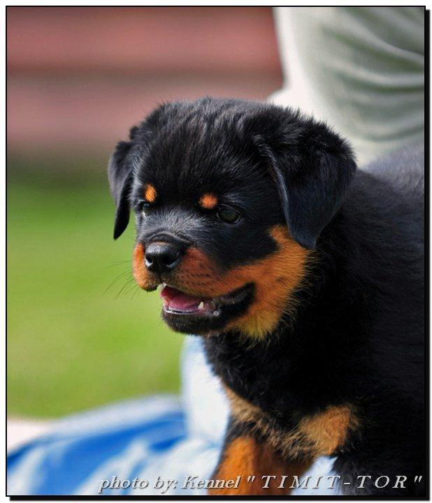 T Litter Timit - Tor Kennel - www.earlantonius.com