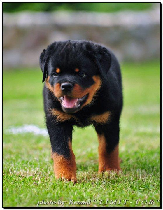 T Litter Timit - Tor Kennel - www.earlantonius.com