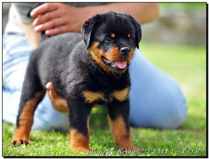T Litter Timit - Tor Kennel - www.earlantonius.com