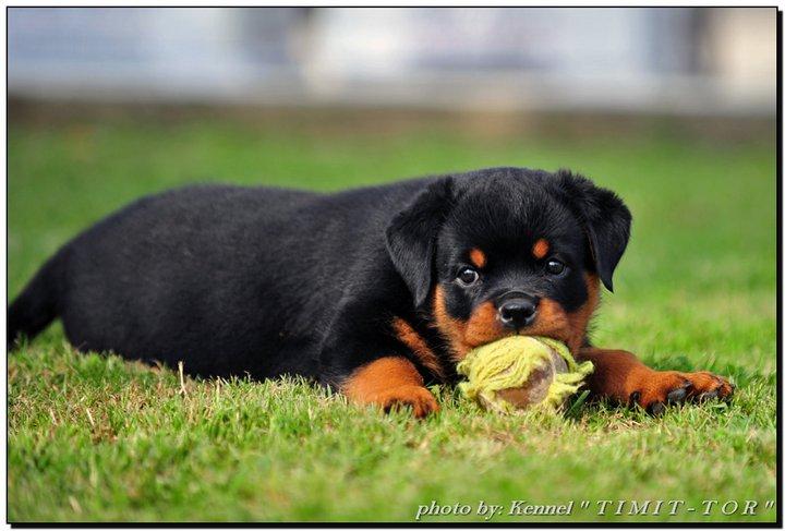 T Litter Timit - Tor Kennel - www.earlantonius.com