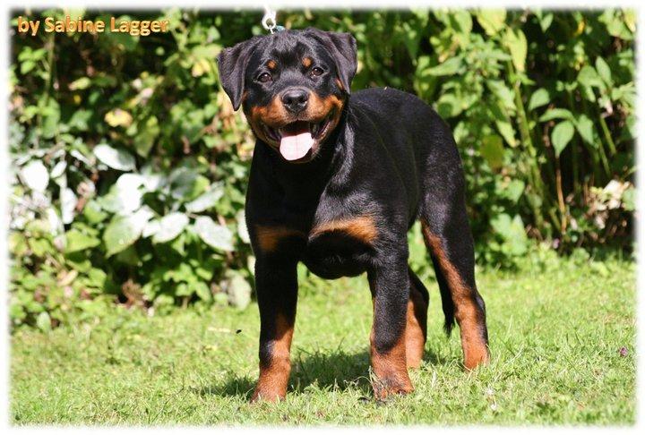 T Litter Timit - Tor Kennel - www.earlantonius.com