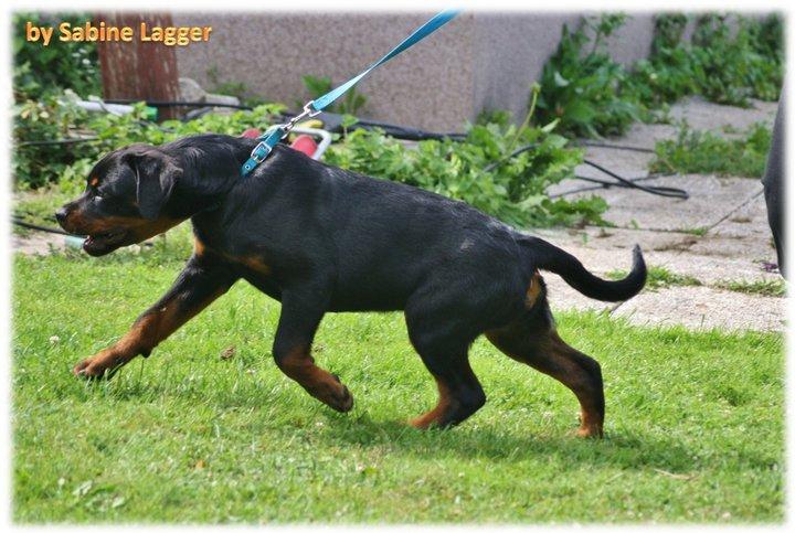 T Litter Timit - Tor Kennel - www.earlantonius.com