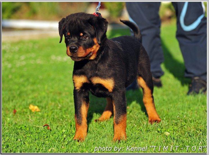 T Litter Timit - Tor Kennel - www.earlantonius.com