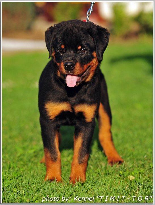 T Litter Timit - Tor Kennel - www.earlantonius.com
