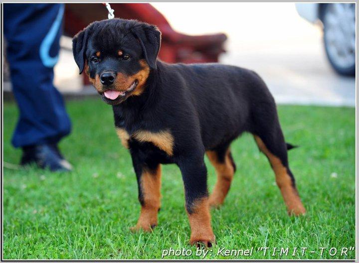 T Litter Timit - Tor Kennel - www.earlantonius.com